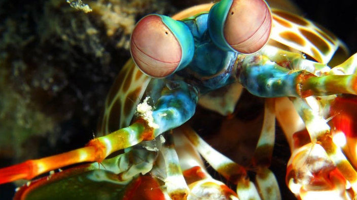 Evolution of Gonodactylus Smithii by Owen Ausborn on Prezi