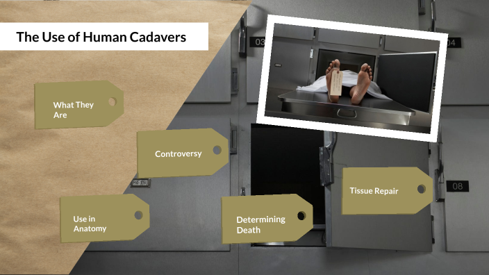 The Use of Human Cadavers Throughout Medical History by Sadie Giddings ...