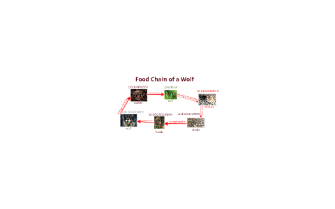 Food Chain of a Wolf by noah stewart on Prezi