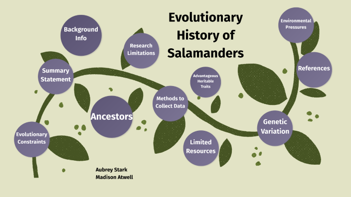 Evolution of Salamanders by Madison Atwell on Prezi