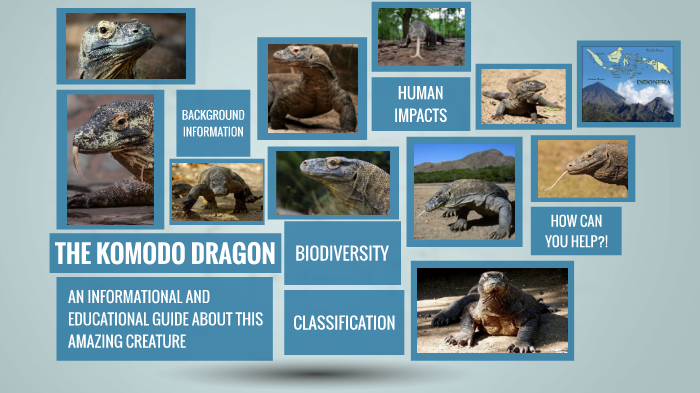 Komodo Dragon Brochure by Kat MacKenzie on Prezi
