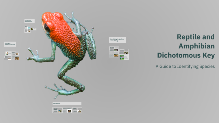 Reptile and Amphibian Dichotomous Key by Zander Gundrum on Prezi