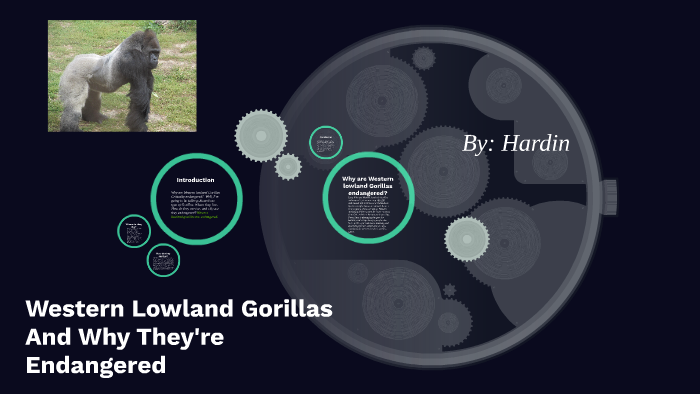 Western Lowland Gorillas And Why They're Endangered by Turtle Face on Prezi