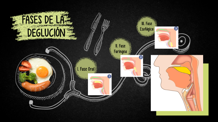 Deglución by Cleysi Muñoz on Prezi