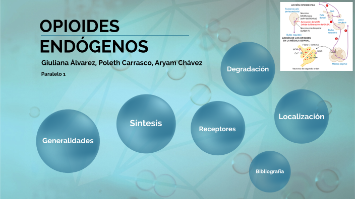 Opioides endógenos by Poleth Carrasco on Prezi