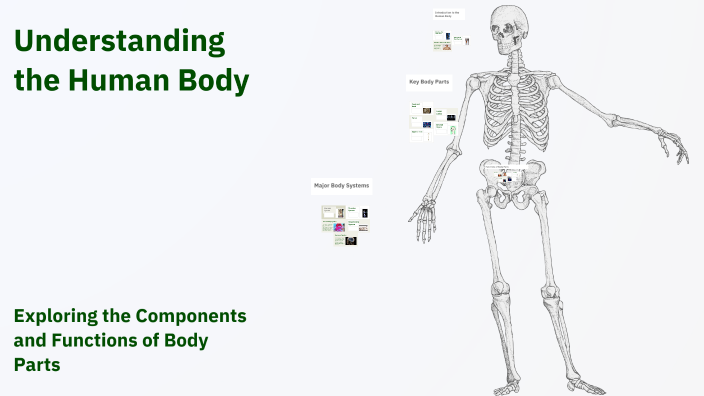 Understanding the Human Body by Аелита Филипова on Prezi