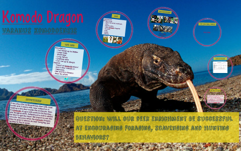 Komodod Dragon by napoleon prado on Prezi