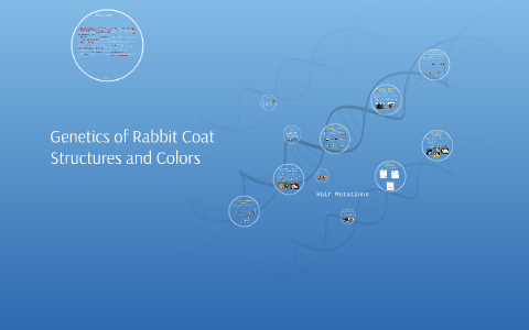 Genetics of Rabbit Coat Structures and Colors by Bun J. Adams on Prezi