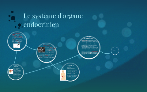 Le système d'organes endocrinien by Caitlin Feeley