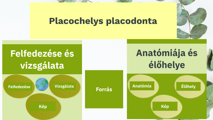 Placochelys placodonta by király piros on Prezi