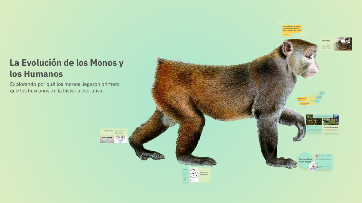La Evolución de los Monos y los Humanos by Maris Artavia on Prezi