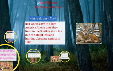 http://www.ducksters.com/animals/red_wolf.php by Monica Griffin on Prezi