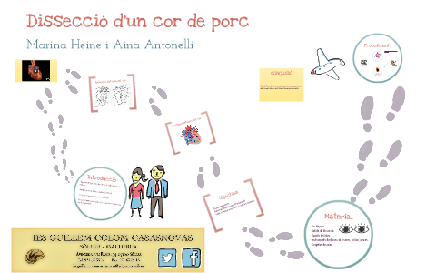 Dissecció d'un cor de porc by Marina Heine on Prezi
