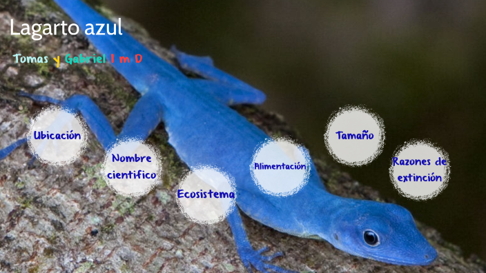 Lagarto azul by Tomas Celedon on Prezi