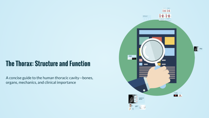 The Thorax: Structure and Function by macey on Prezi