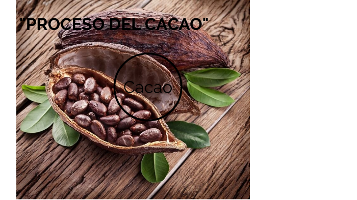 Proceso del Cacao by Alejandra Alvarez on Prezi