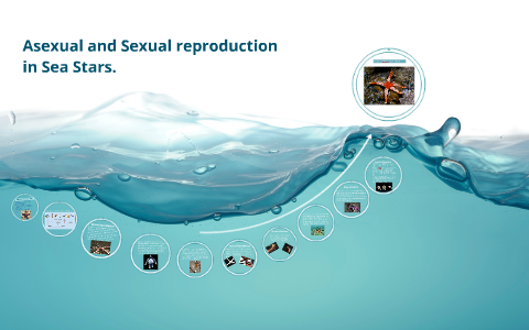 Asexual and Sexual reproduction in Sea Stars. by Stefani garrison on Prezi