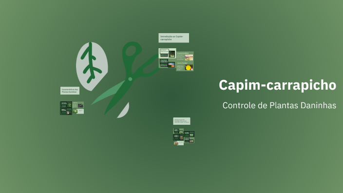 Capim-carrapicho by Thiago Crespo on Prezi
