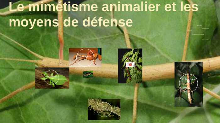 Le mimétisme animalier et les moyens de défense by Amélie Cocu on Prezi