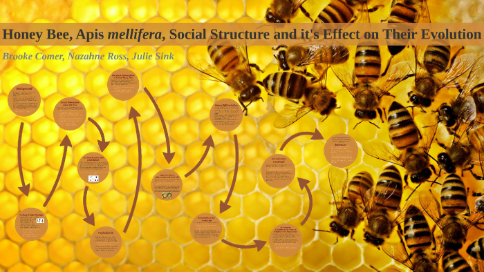 Evolution of Honey Bees by Brooke Comer on Prezi