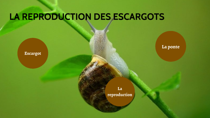 La reproduction des escargots by Marion Bonnemaison on Prezi