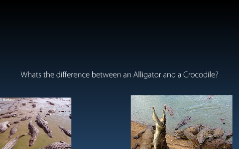 Whats the difference between an Alligator and a Crocodile by Megan ...