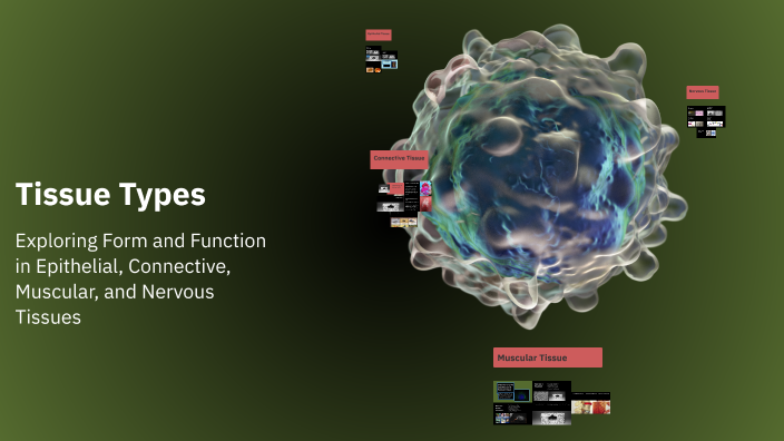 Tissue Types by Addison Miller on Prezi