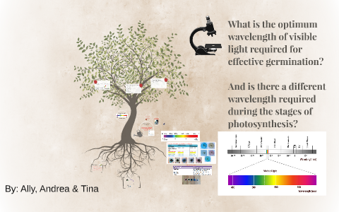 What is the optimum wavelength of visible light required for by xx yy ...