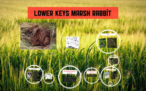 Lower Keys Marsh RabbIT by Cesar Escobar on Prezi