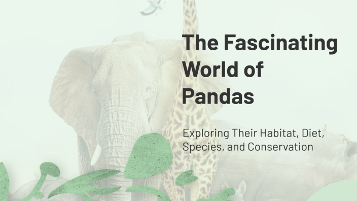 All about Pandas by Matthew Heery on Prezi