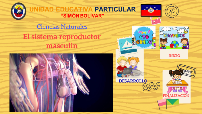 El sistema reproductor masculino by Franklin Paredes on Prezi