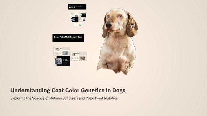 Understanding Coat Color Genetics in Dogs by Rachel Grove on Prezi