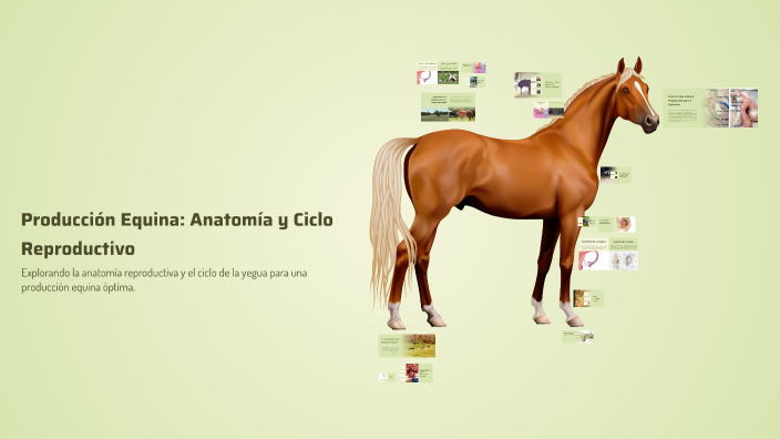Producción Equina: Anatomía y Ciclo Reproductivo by Pedro Varela on Prezi