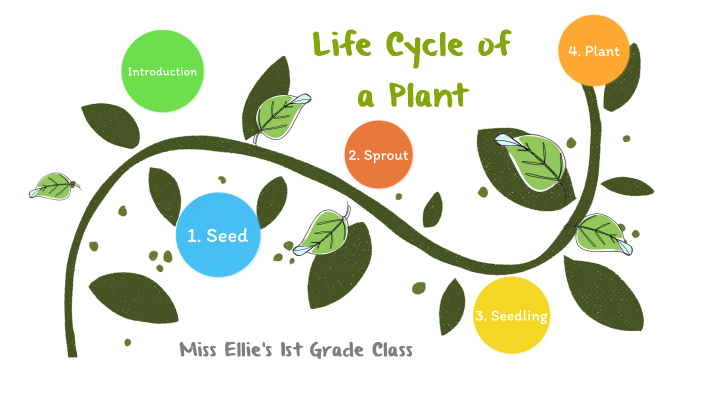 1st Grade - Life Cycle of a Plant by Ellie Rice on Prezi
