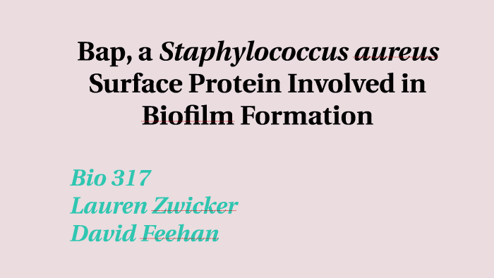 Molecular Presentation - bap in S. aureus biofilm formation by Lauren ...