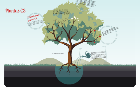 plantas c3 by fernanda barrientos on Prezi