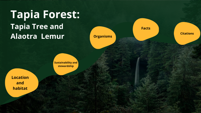 Tapia Forest by Carter Lipskie on Prezi