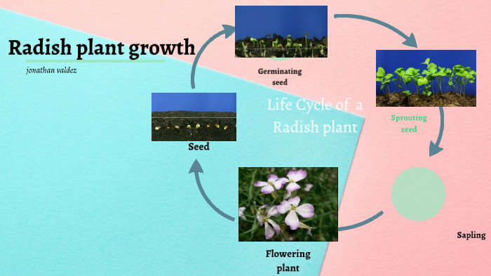 Radish Life cycle by Jonathan Valdez on Prezi