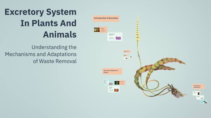 Excretory System In Plants And Animals by Mahnoor Tariq on Prezi