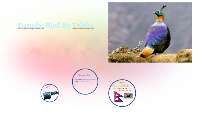 Danphe Bird By telsha by t s on Prezi