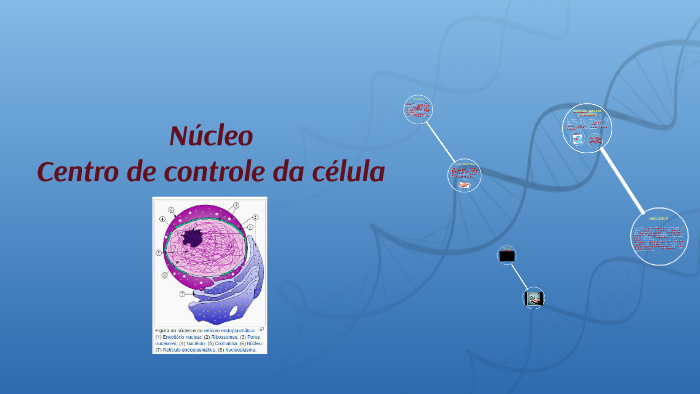 Núcleo e seus componentes by Carla Morais on Prezi