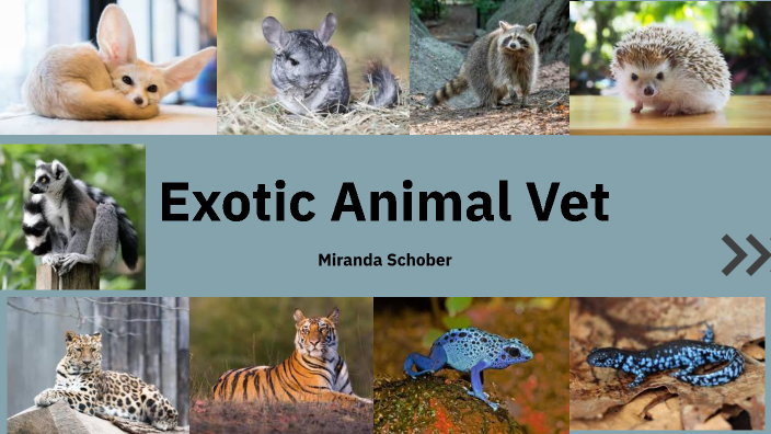 Exotic Animal Vet by Miranda Schober on Prezi