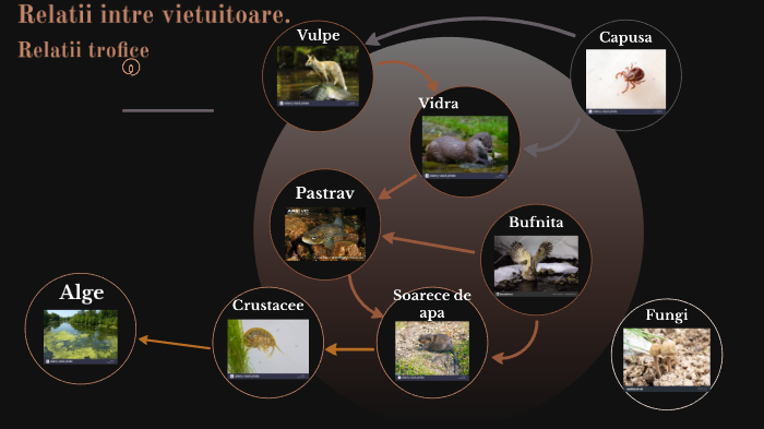 Relatii intre vietuitoare. Relatii trofice by Mihaela Ciobota on Prezi