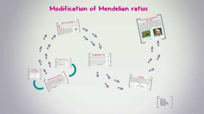 modification of Mendelian ratios by Afnan Sultan on Prezi