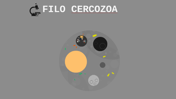 FILO CERCOZOA by Gabriela Mata on Prezi