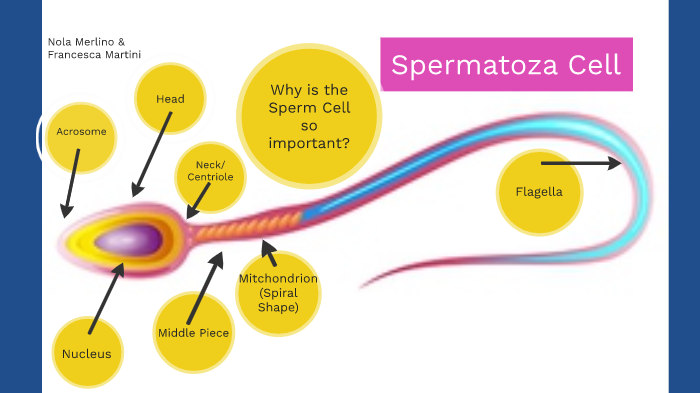 Sperm Cell by Nola Merlino on Prezi