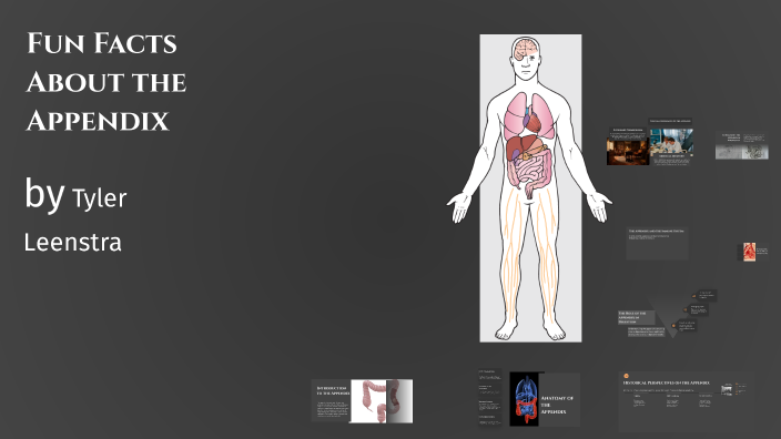 Fun Facts About the Appendix by Tyler Leenstra on Prezi