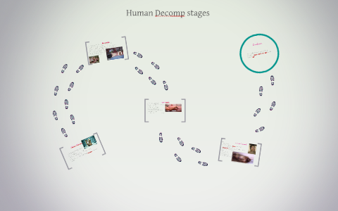 Human Decomp stages by Emily Holeman on Prezi