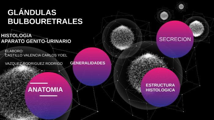 Histología De La Glándula De Cowper
