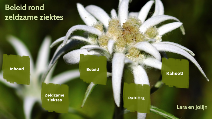 Actuaronde Zeldzame Ziektes by Jolijn Nanda Mampaey on Prezi